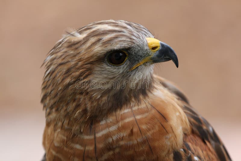 Red tailed Hawk stock photo. Image of hawk, plant, petals - 121516164