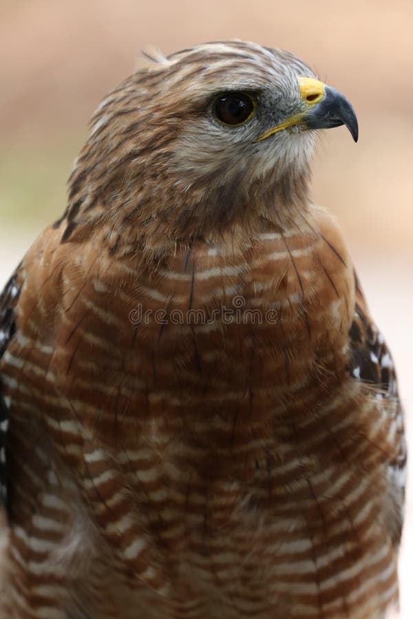 Red tailed Hawk stock image. Image of chicken, petals - 121516229