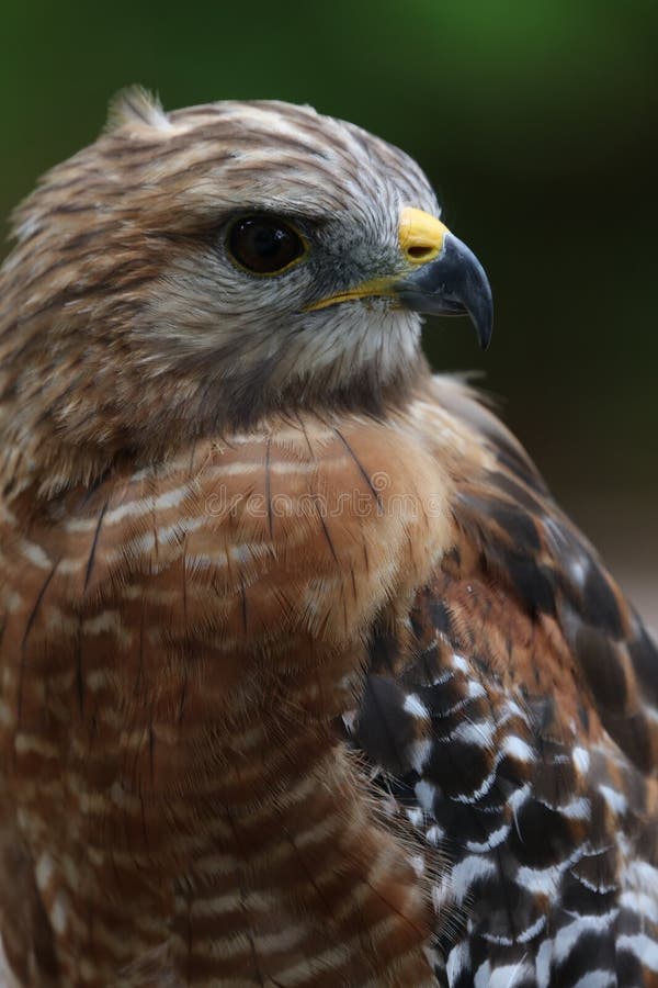 Red tailed Hawk stock image. Image of bird, portrait - 121516669