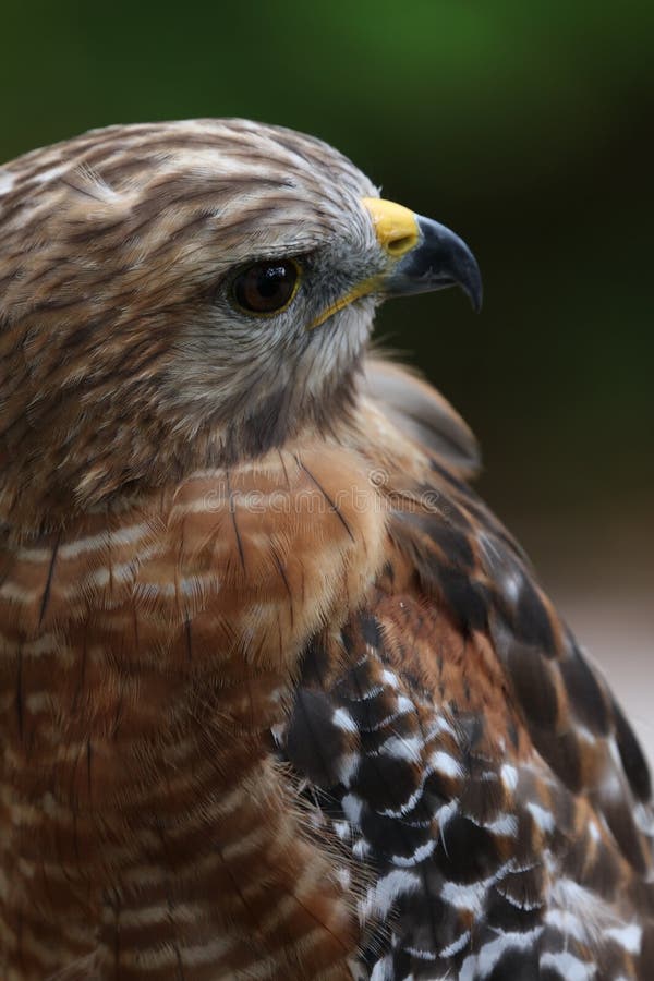 Red tailed Hawk stock image. Image of chickenhawk, garden - 121516915