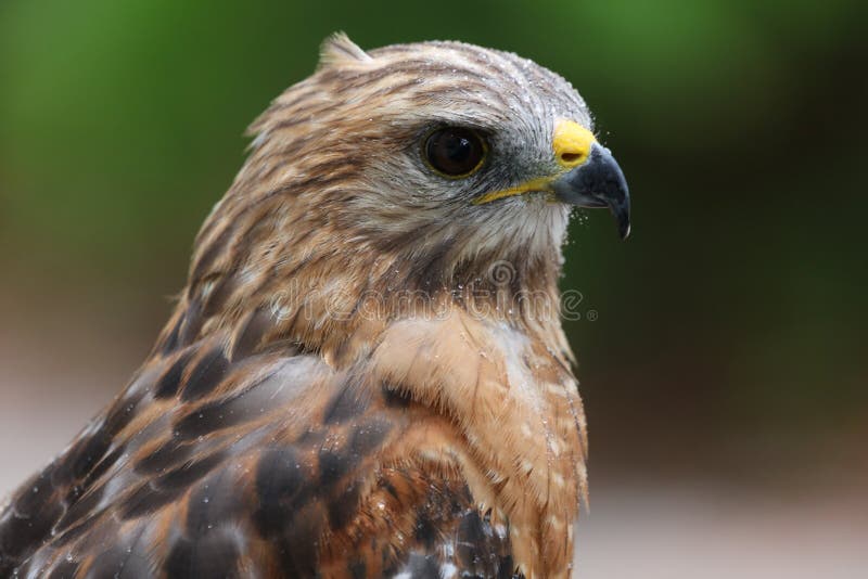 Red tailed Hawk stock image. Image of buteo, bird, florida - 121516165