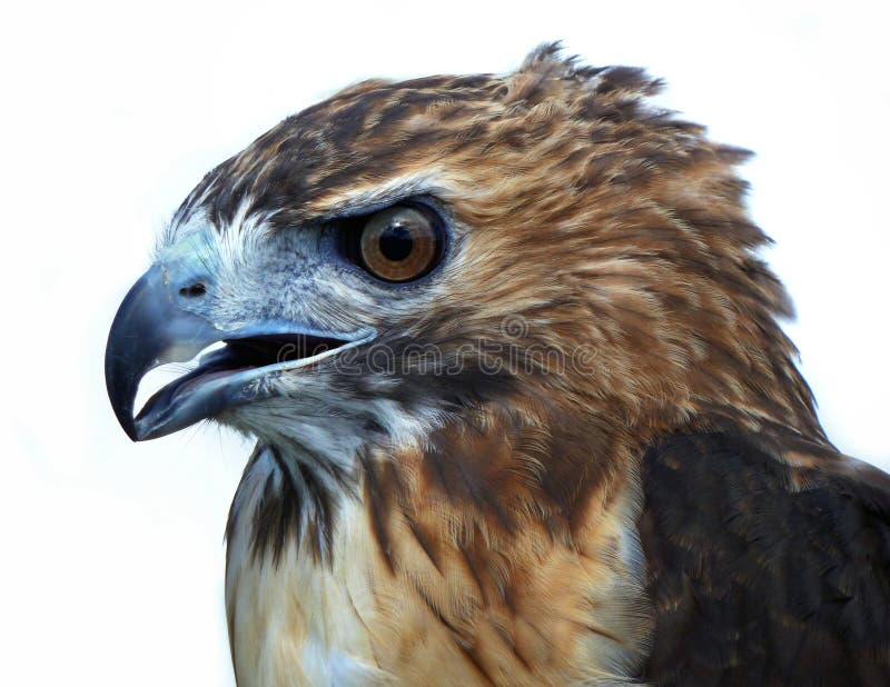Red-Tailed Hawk stock image. Image of tailed, brown, predator - 54370675