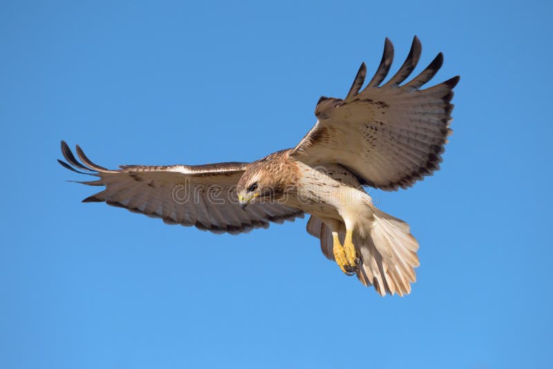Red-Tailed Hawk Hovering in Flight Stock Photo - Image of raptor ...