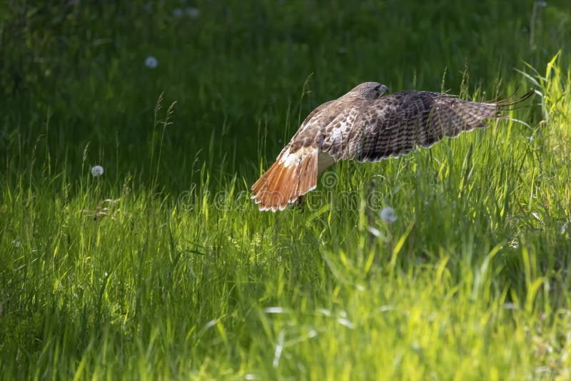 The Red Tailed Hawk on the Hunt Stock Photo - Image of hawk, nest ...