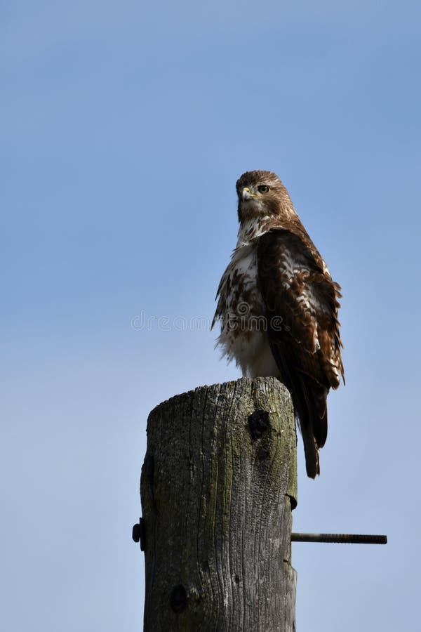 A Red-tailed Hawk Hunting on a Hydro Pole Stock Image - Image of animal ...