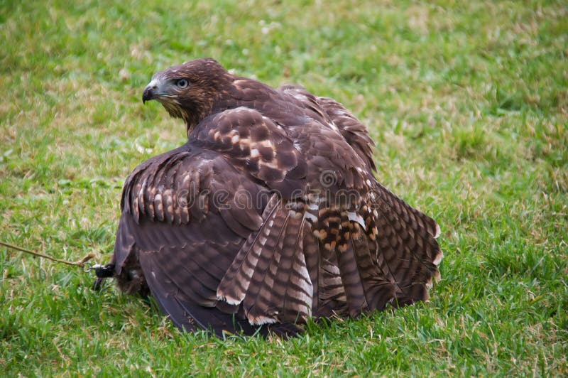 Red-tailed Hawk Hunting Rabbit Stock Photo - Image of plumage, juvenile ...