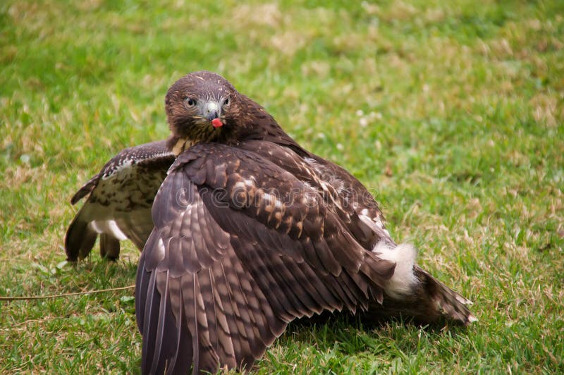 Red-tailed Hawk Hunting Rabbit Stock Photo - Image of animal, mammal ...