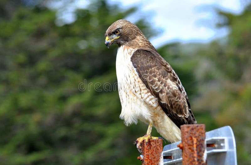 Red-tailed Hawk stock photo. Image of wild, eagle, hawk - 54126810
