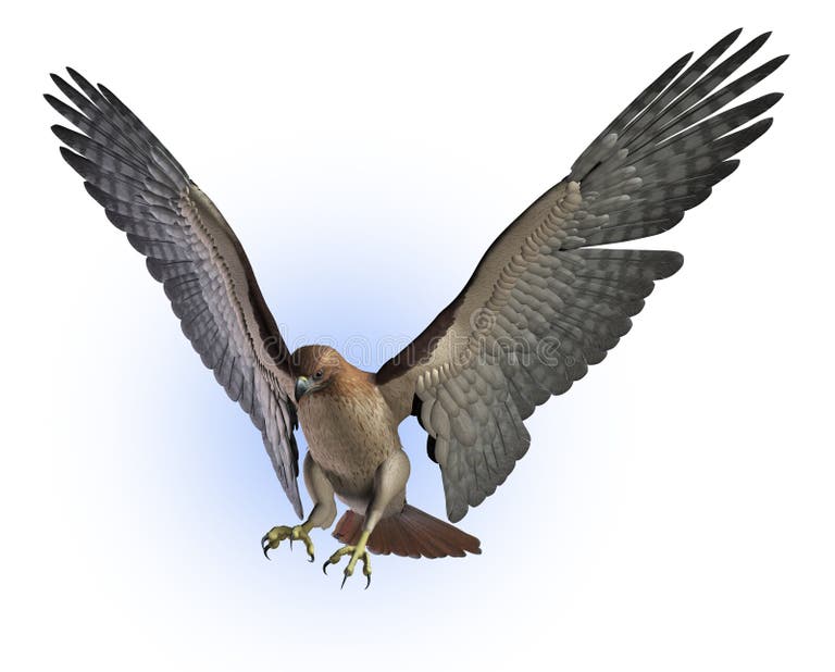 Red Tail Hawk Stock Illustrations – 215 Red Tail Hawk Stock ...