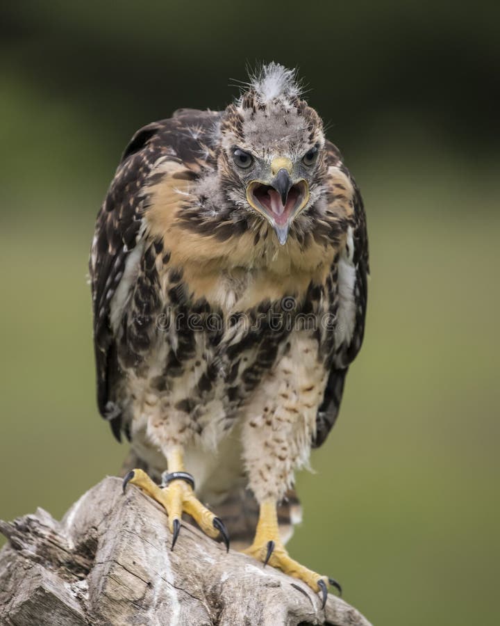 Red Tailed Hawk Juvenile at Canadian Raptor Conservancy Stock Photo ...