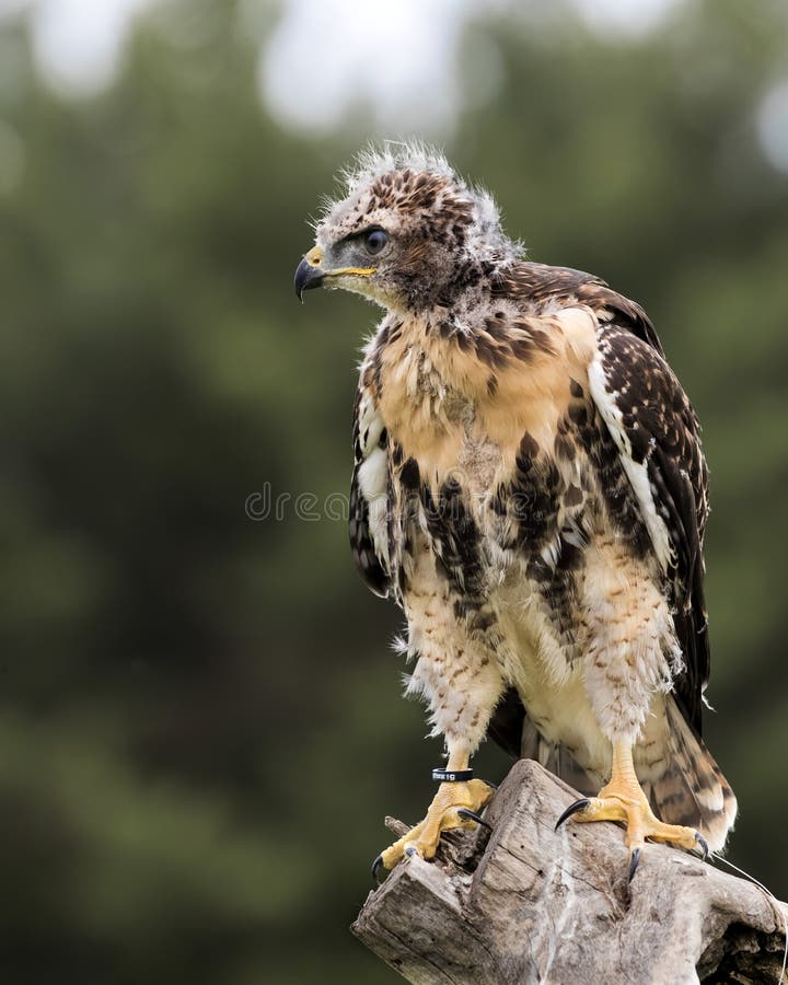 Red Tailed Hawk Juvenile stock image. Image of ...