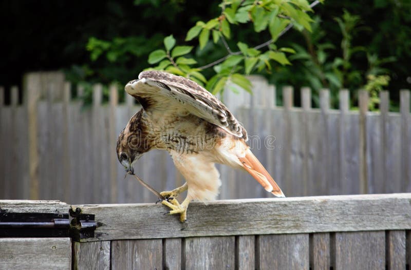 Red-tailed Hawk Feeds on Snake Stock Photo - Image of tailed, finch ...