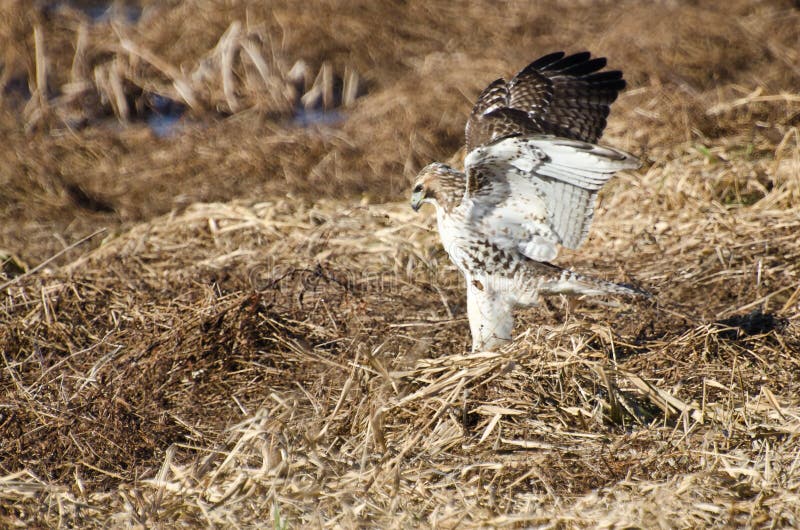 Red-Tailed Hawk Landing on the Ground Stock Image - Image of bird ...