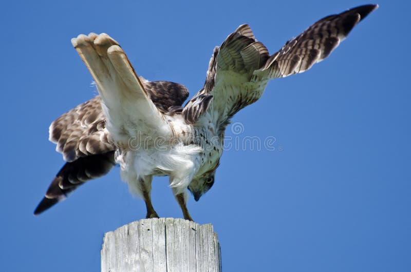 Hawk Landing on a Falconry Gauntlet Stock Image - Image of falconry ...