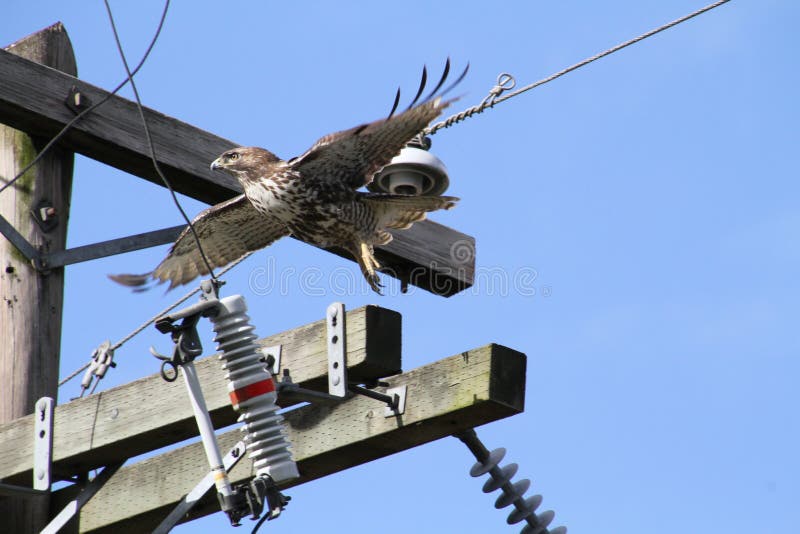 A Red Tailed Hawk Perched on Top of a Power Pole Stock Photo - Image of ...