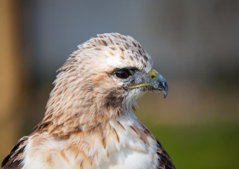 Red tailed hawk looking stock photo. Image of hawk, beak - 25885542