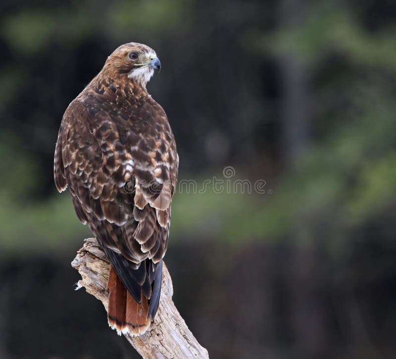 Red-tailed Hawk Portrait stock photo. Image of fast, redtailed - 31509948