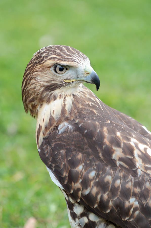 Red-tailed Hawk Looking at Behind Stock Photo - Image of standing, wild ...