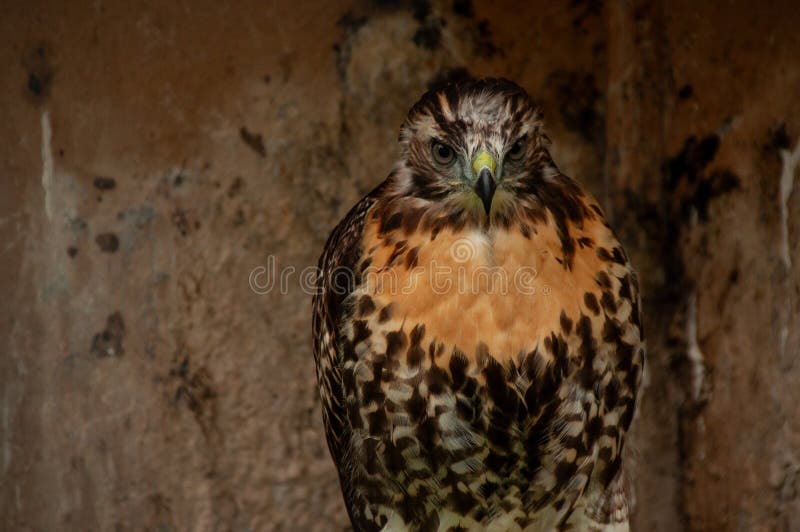Red-tailed Hawk Looking at the Camera Stock Photo - Image of eyes ...
