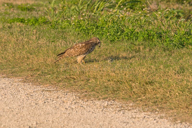 Red Tailed Hawk Looking Down in the Grass Stock Photo - Image of ...