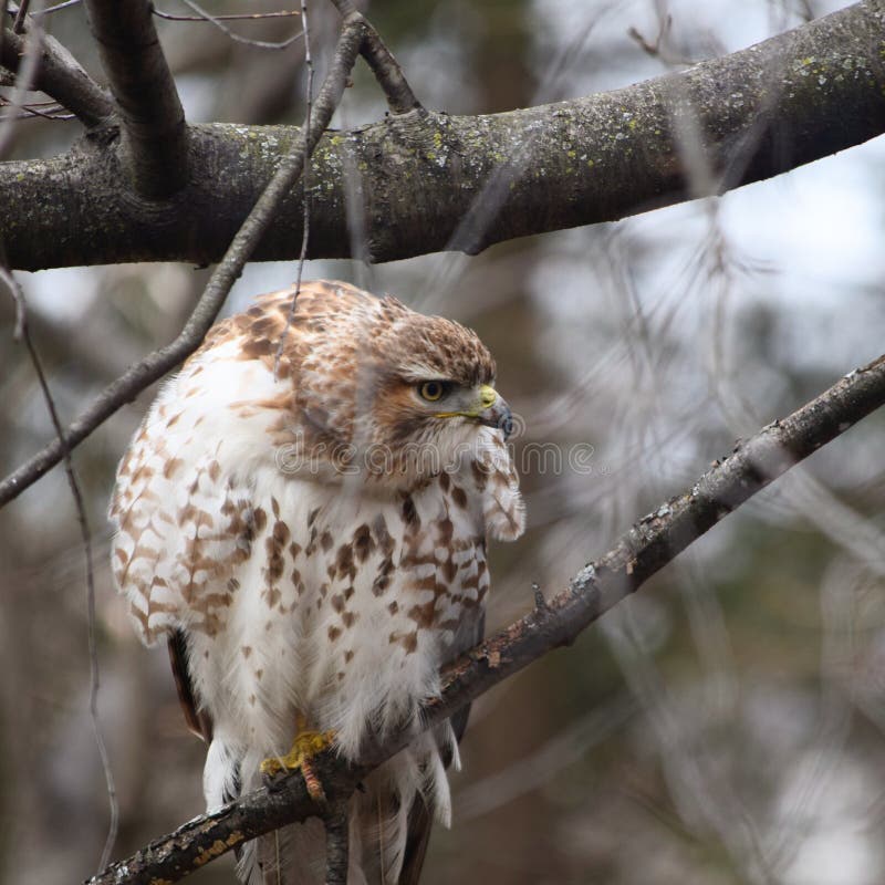 Red Tailed Hawk Looking for Prey Stock Image - Image of beak, sparrow ...