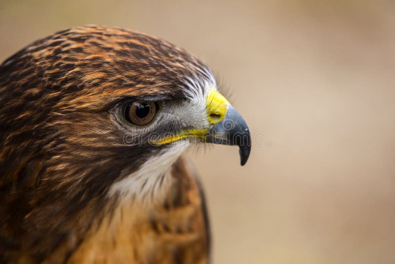 Red-tailed Hawk stock photo. Image of hawks, eyes, copper - 94915342