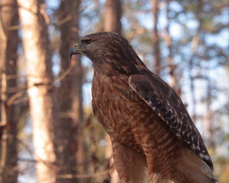 Red Tailed Hawk stock image. Image of tallons, predator - 51935519
