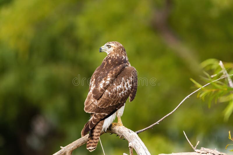 1,473 Hawk Side Stock Photos - Free & Royalty-Free Stock Photos from ...