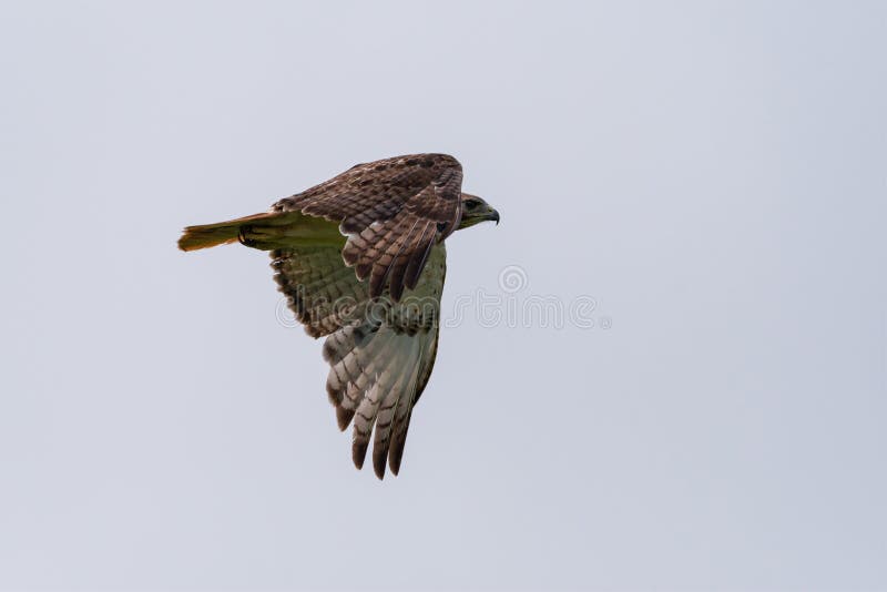 Red-tailed Hawk Making a Graceful Turn As it Flies Overhead Stock Image ...