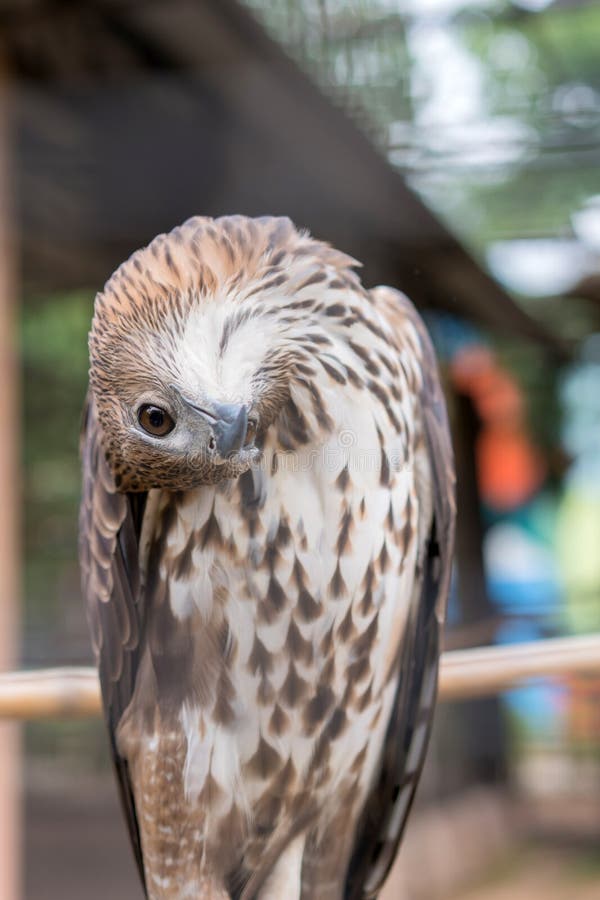 Red-tailed Hawk are Medium-sized Hawks is a Bird of Prey that Breeds ...