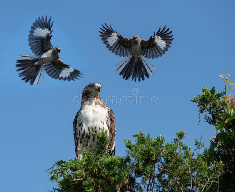 Red-tailed Hawk and Mockingbirds in Florida Imagen de archivo - Imagen ...