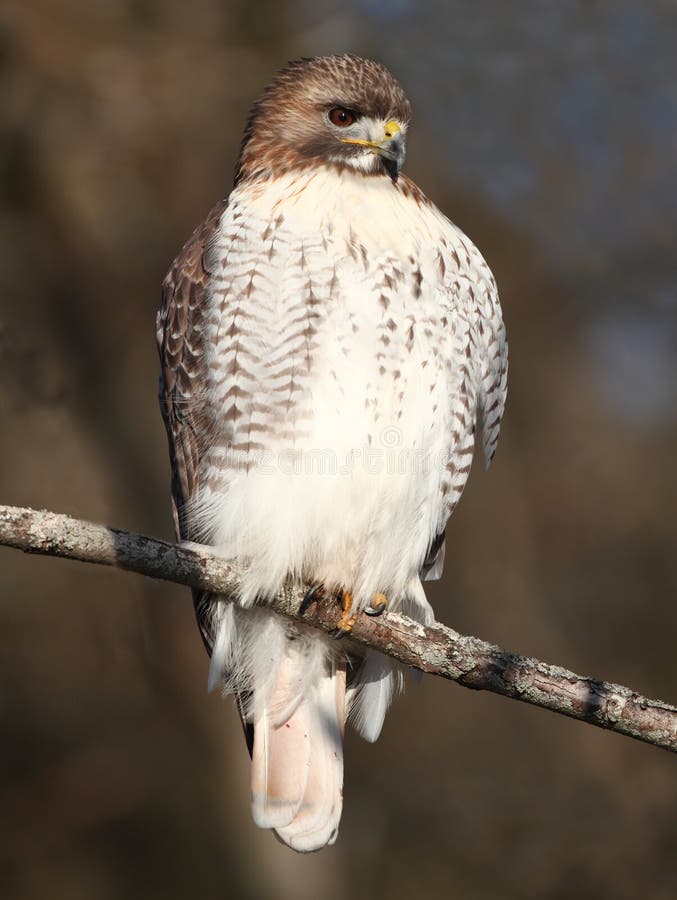 Red-tailed Hawk in Morning Light Stock Image - Image of light, nature ...