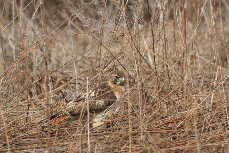 Red-tailed Hawk with a Mouse in Its Talons Stock Image - Image of ...