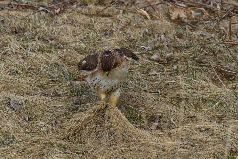 Red-tailed Hawk with a Mouse in Its Talons Stock Photo - Image of hawk ...