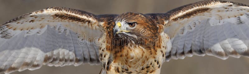 Red-tailed Hawk with Open Wings Close-up Stock Image - Image of ...