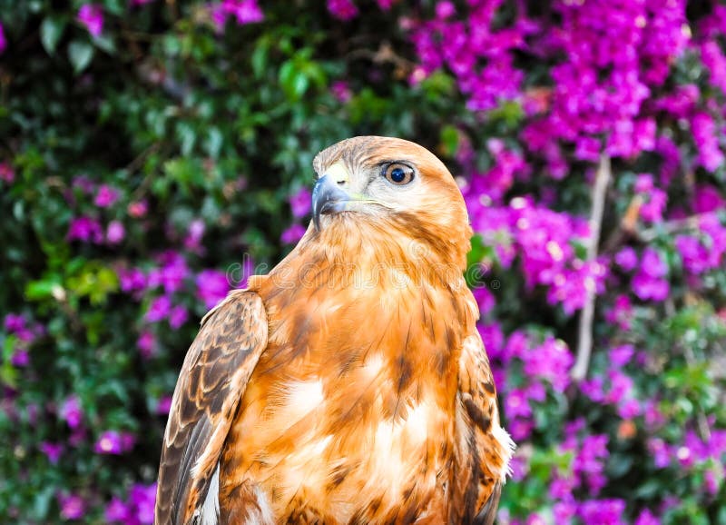 Red-Tailed Hawk. stock photo. Image of predator, beak - 40270972