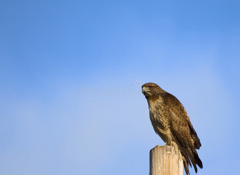 Red Tailed Hawk Perched stock image. Image of hunter, tail - 4654081