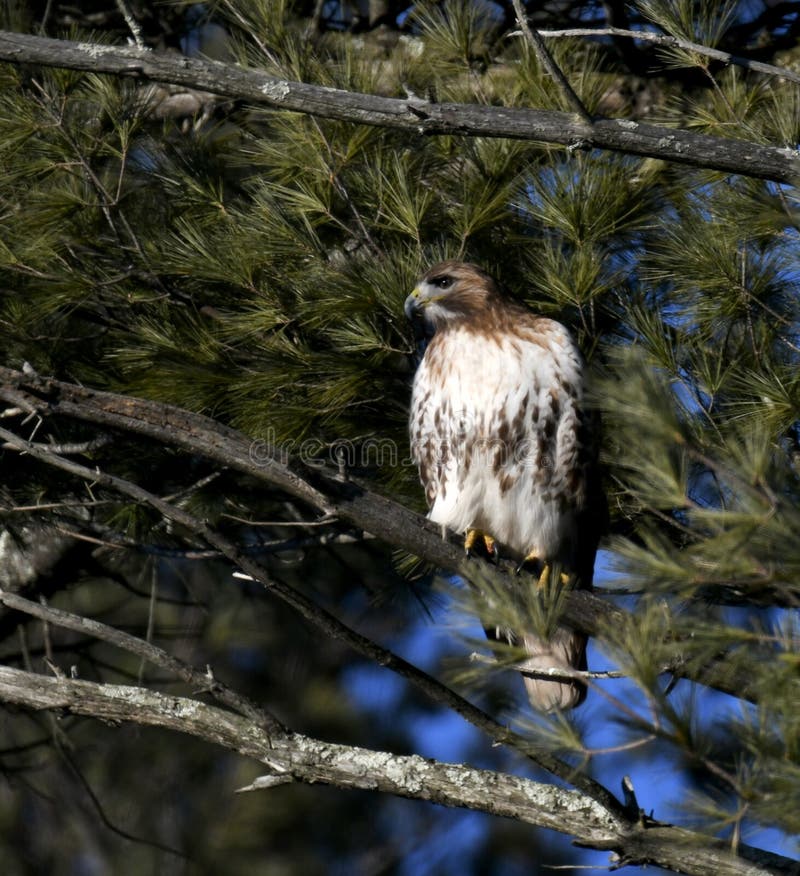 Red tailed hawk perched stock photo. Image of perched - 241288182