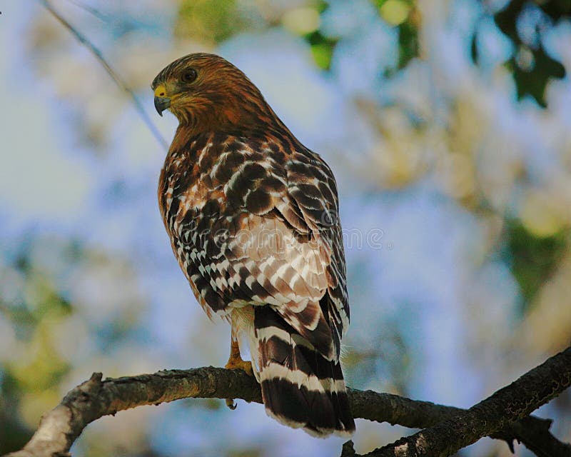 Red-tailed Hawk Perched Atop a Tree Branch. Stock Photo - Image of view ...