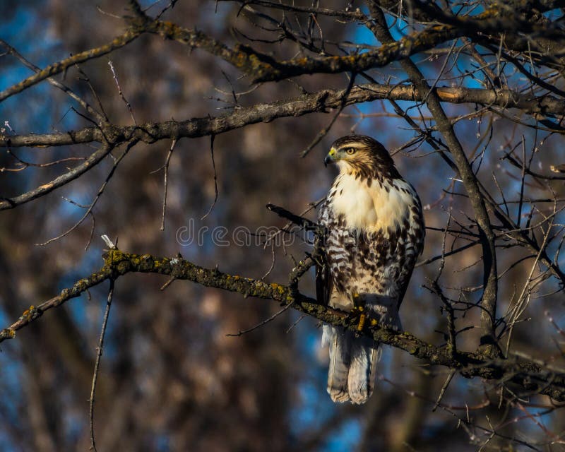 Perched Red-tailed Hawk stock photo. Image of wildlife - 239180794