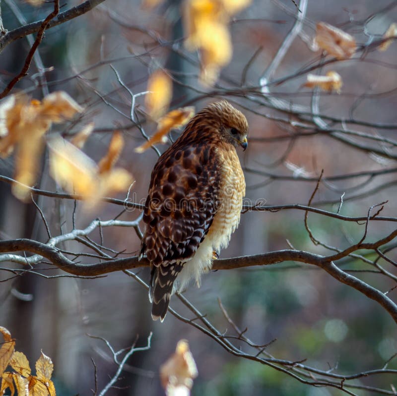 Red-tailed Hawk Perched on a Branch of a Tree Stock Photo - Image of ...
