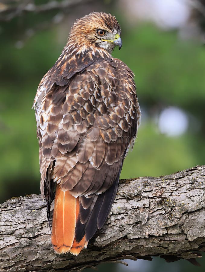 Red-tailed Hawk Perched on a Branch Tree in the Forest, Quebec Stock ...