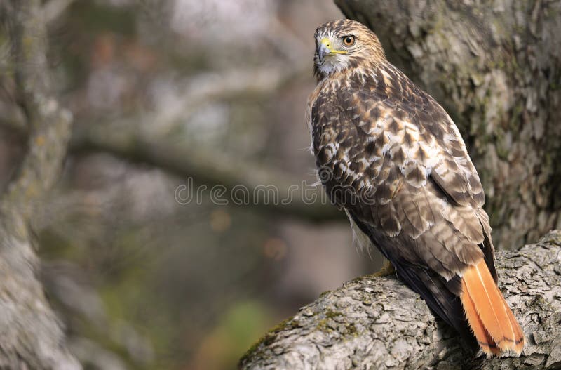 Red-tailed Hawk Perched on a Branch Tree in the Forest, Quebec Stock ...