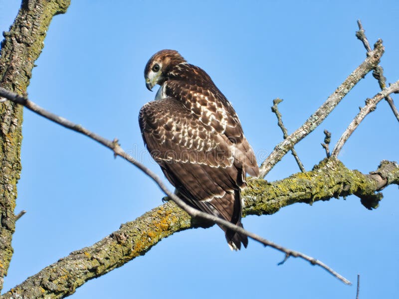 Red Tailed Hawk Perched on Branch: a Young Red-tailed Hawk Bird of Prey ...