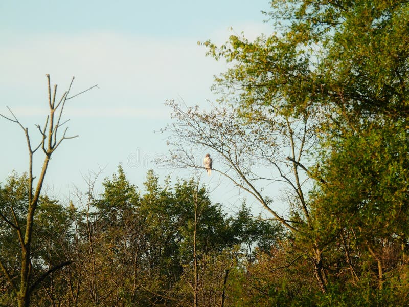 Red-Tailed Hawk Perched on the Dead Part of the Tree among Fall Foliage ...