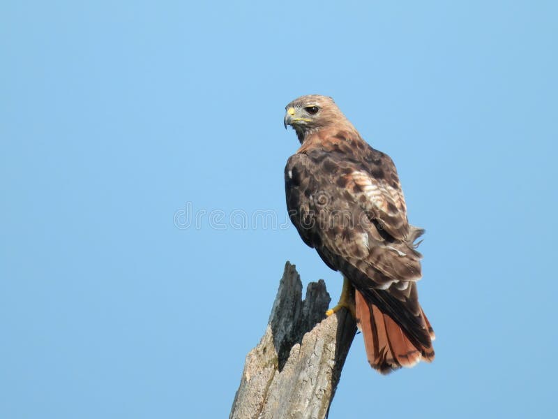 Red-tailed Hawk Perched on a Dead Tree Branch Stock Image - Image of ...