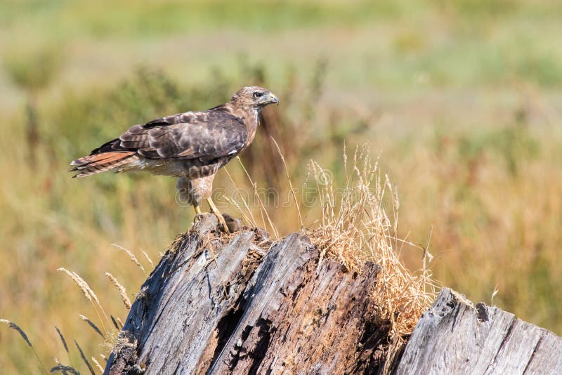 Red-Tailed Hawk Perched on Dead Tree. Stock Photo - Image of raptors ...