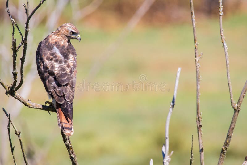 Red-Tailed Hawk Perched in Dead Tree. Stock Photo - Image of hawk ...