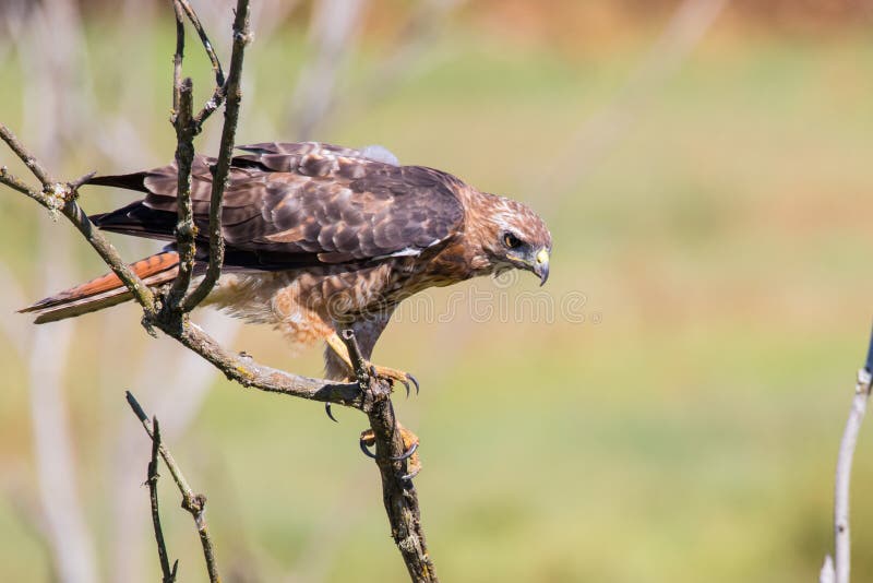 Red-Tailed Hawk Perched in Dead Tree. Stock Image - Image of nature ...