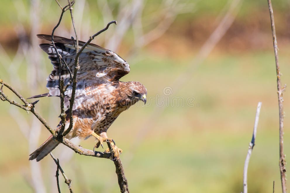 Red-Tailed Hawk Perched in Dead Tree. Stock Photo - Image of hawks ...